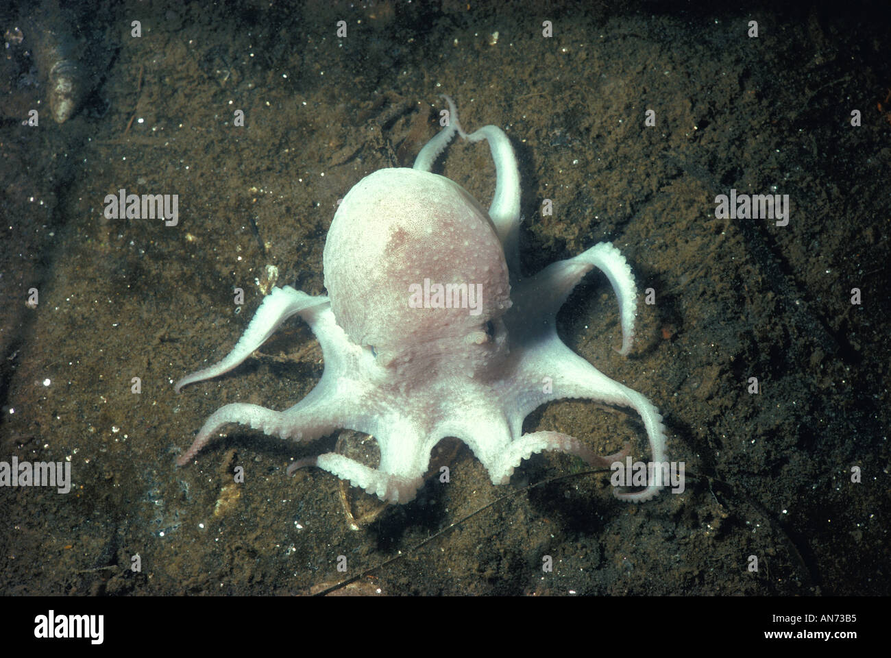 Common Atlantic Octopus Stock Photo - Alamy