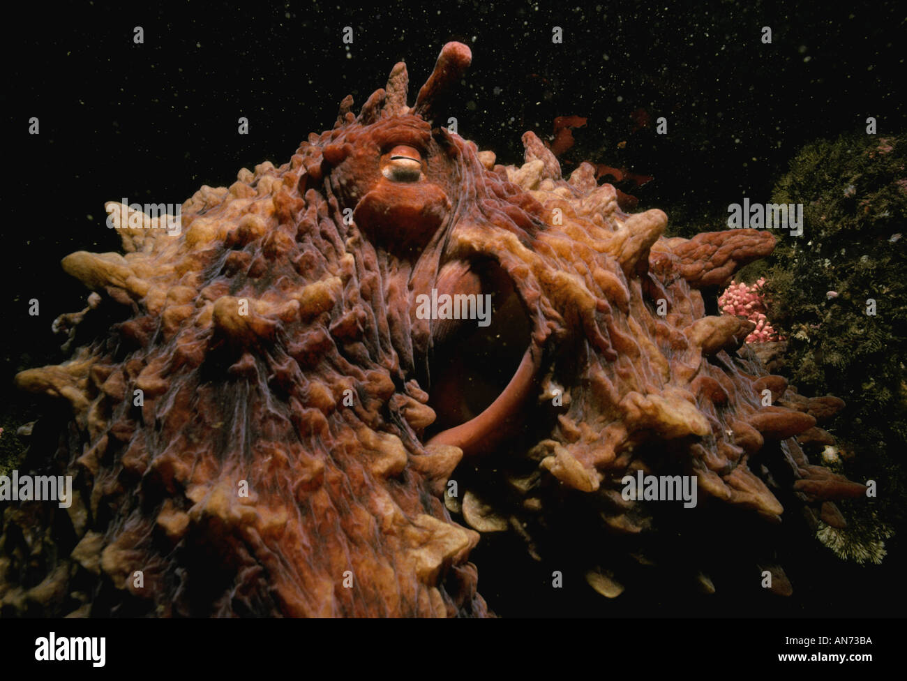 Underwater close up giant octopus hi-res stock photography and images ...