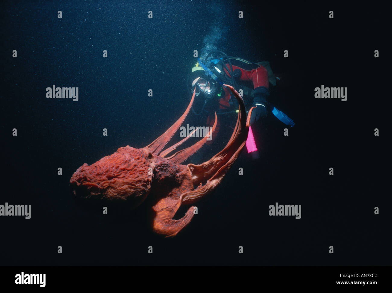 Giant octopus diver hi-res stock photography and images - Alamy