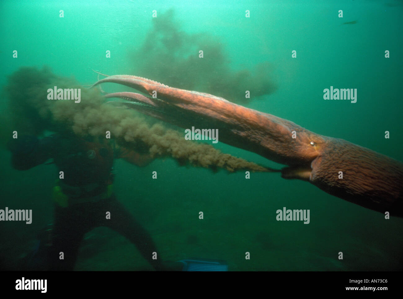 Giant pacific octopus diver hi-res stock photography and images - Alamy