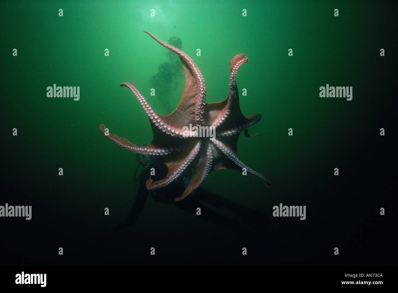 Giant pacific octopus diver hi-res stock photography and images - Alamy