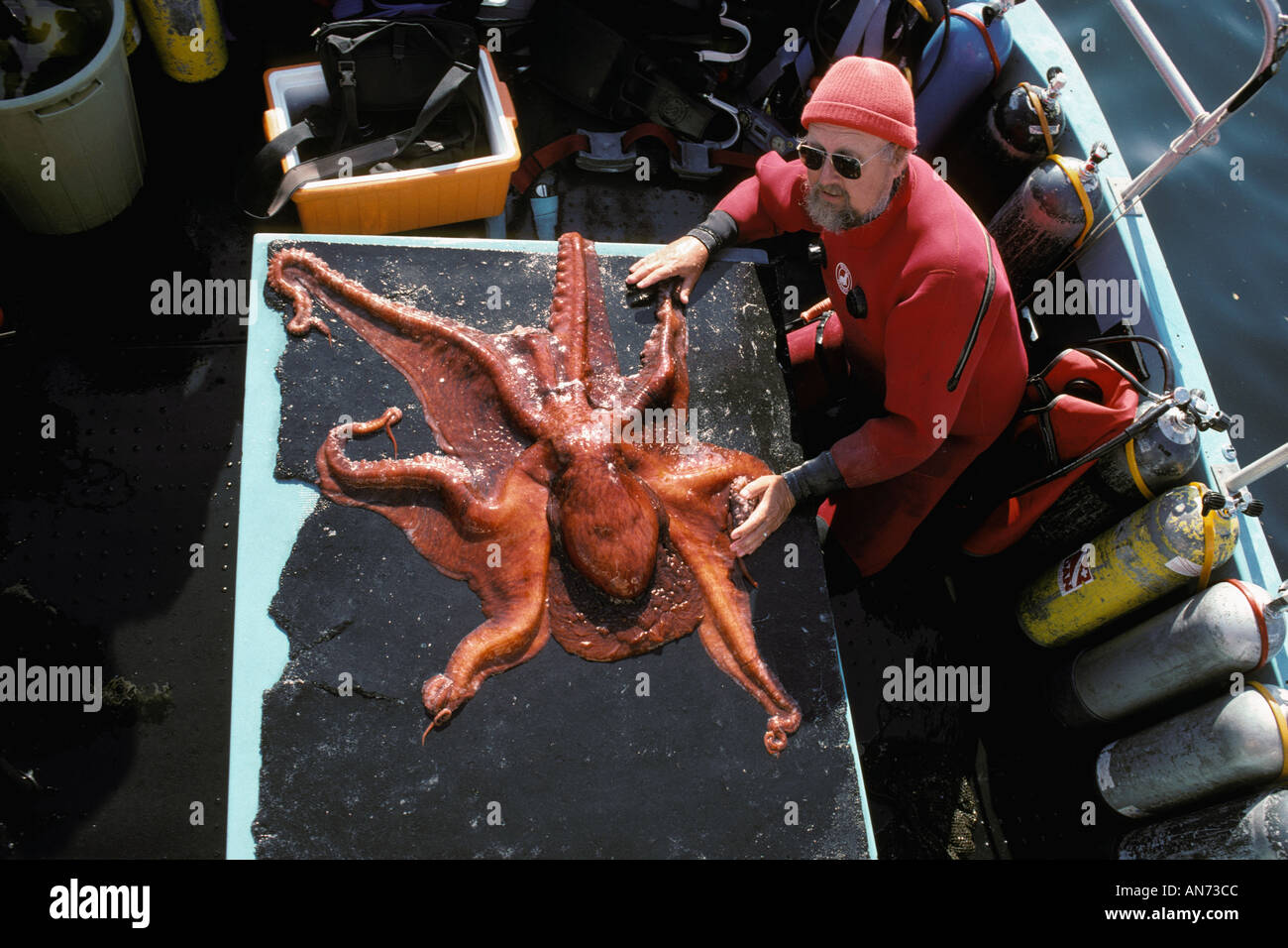 Data octopus hi-res stock photography and images - Alamy