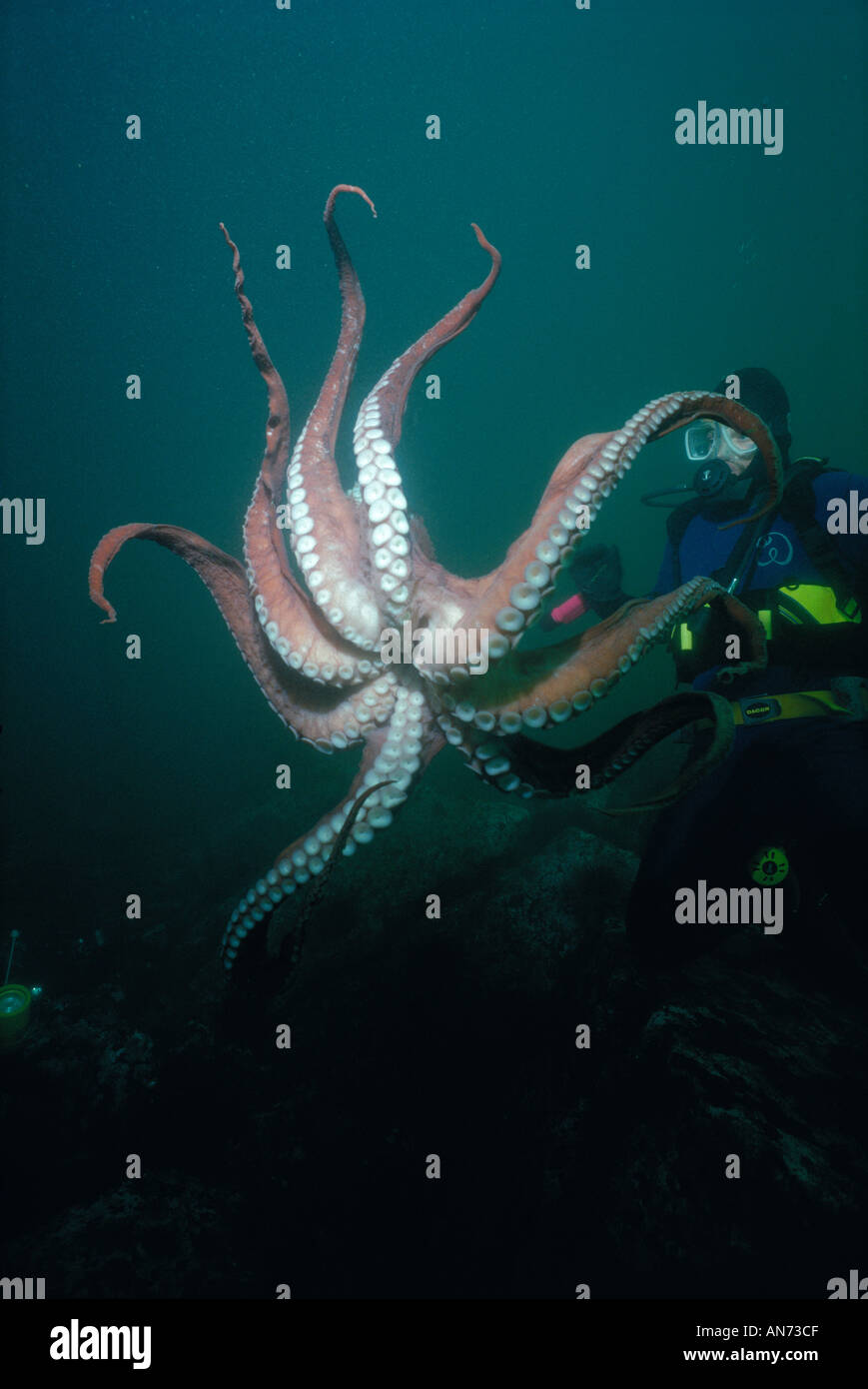 Giant Octopus Diver Stock Photos & Giant Octopus Diver Stock Images - Alamy