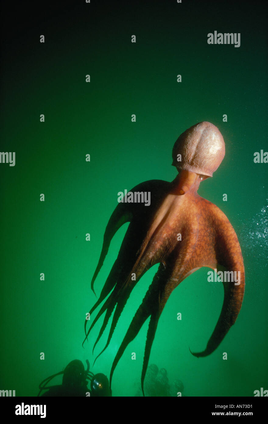 Giant Pacific Octopus Stock Photo - Alamy