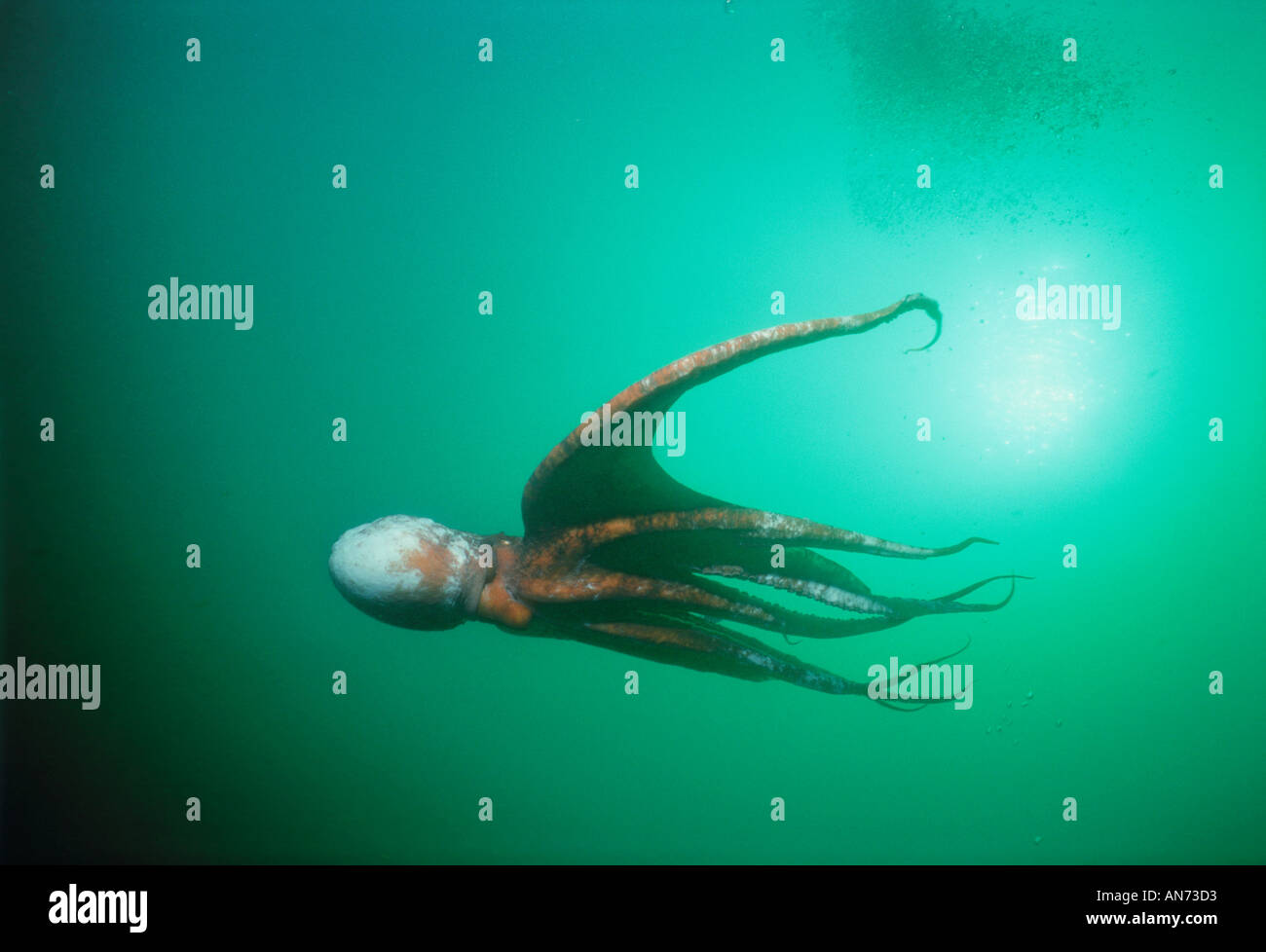 North pacific giant octopus canada hi-res stock photography and images ...