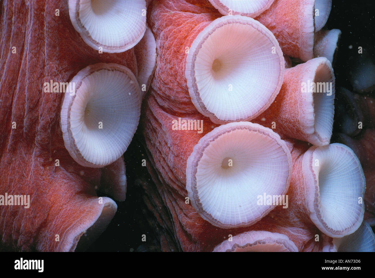 Octopus Suction Cups