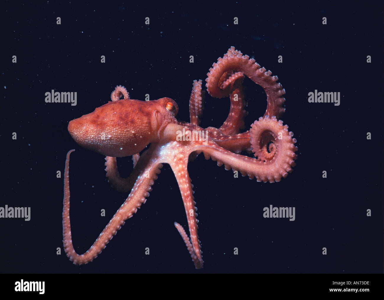 Long armed octopus hi-res stock photography and images - Alamy
