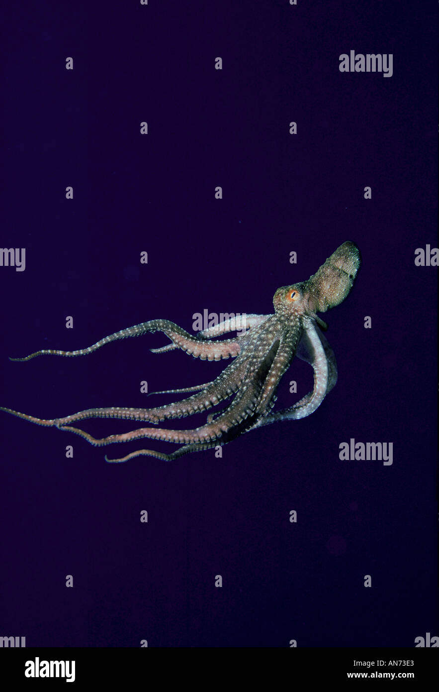 Long Armed Octopus Stock Photo - Alamy