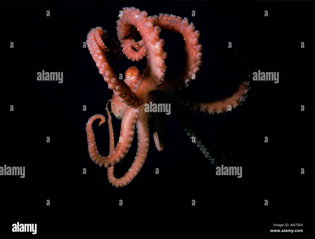 Long Armed Octopus Stock Photo - Alamy