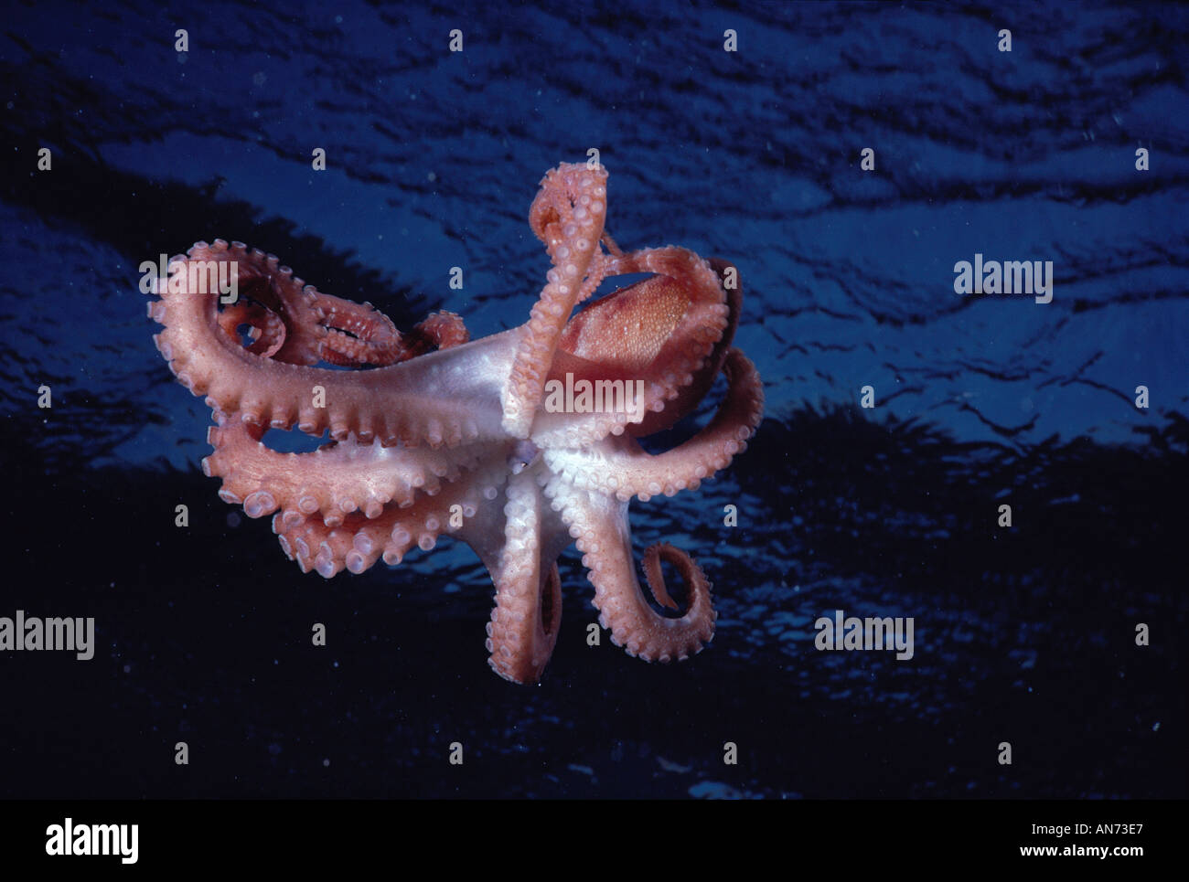Long Armed Octopus Stock Photo - Alamy