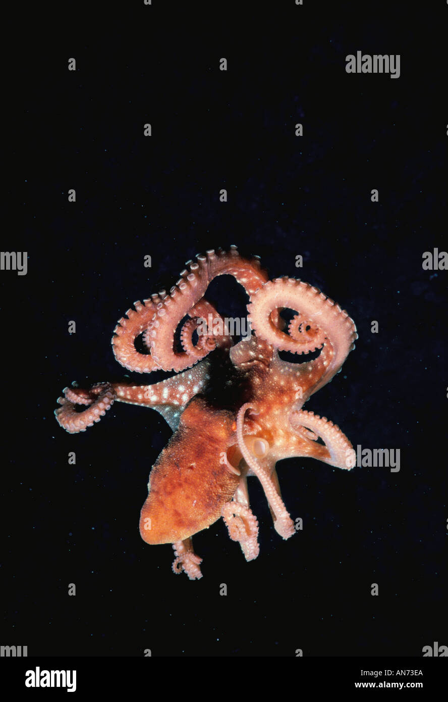 Long arm octopus hi-res stock photography and images - Alamy