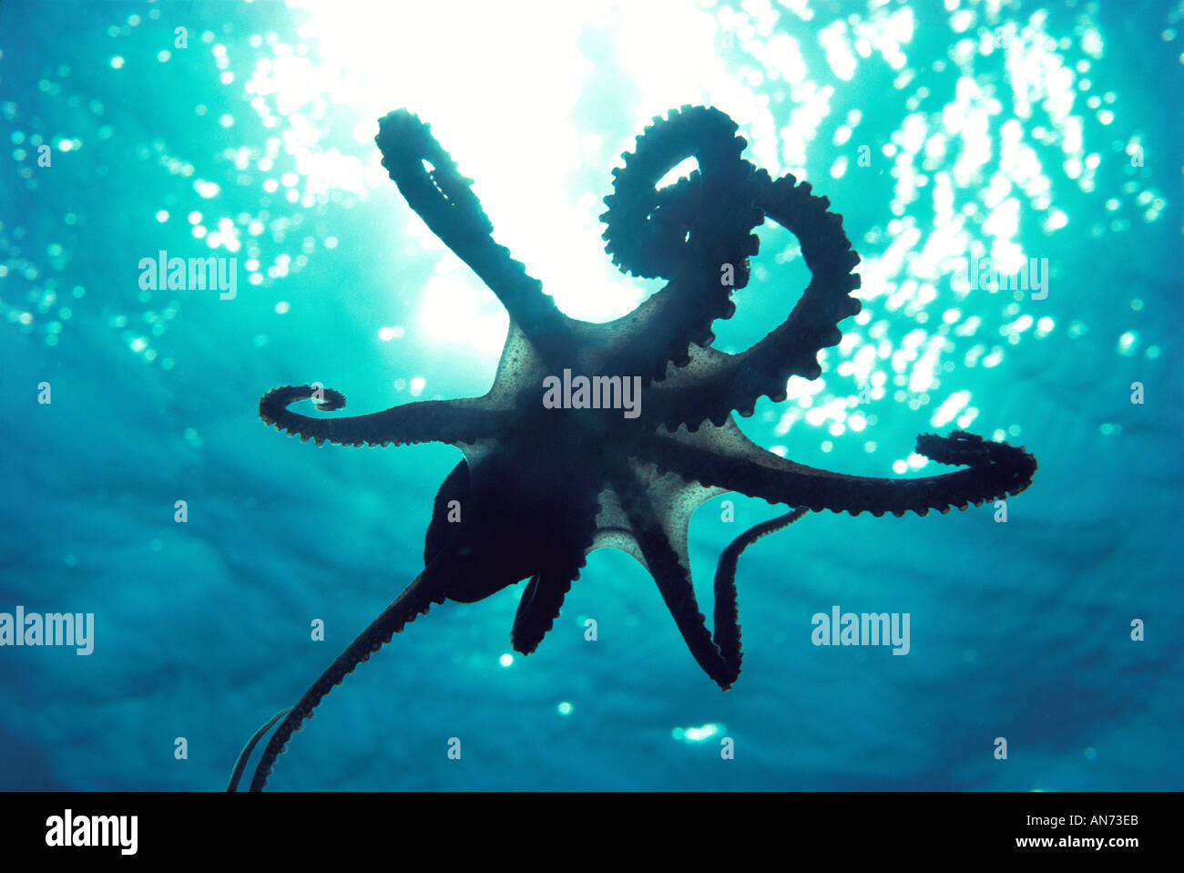 Octopus long 8 hi-res stock photography and images - Alamy