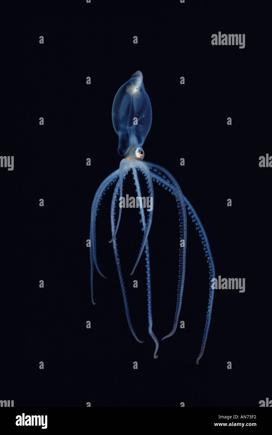 Tremoctopus violaceus blanket hi-res stock photography and images - Alamy