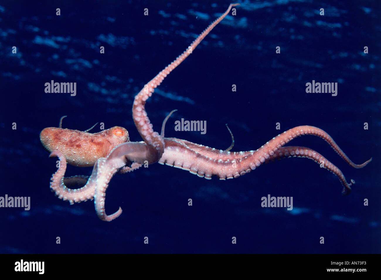 Octopus with prey hi-res stock photography and images - Alamy
