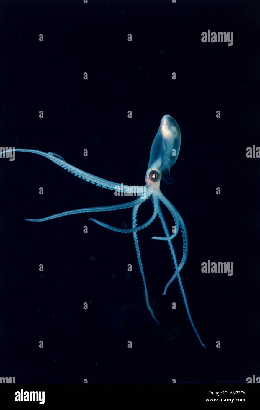 Tremoctopus violaceus blanket hi-res stock photography and images - Alamy