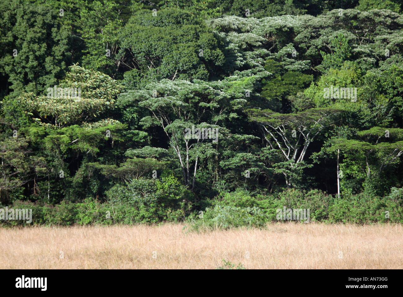 Kakamega forest hi-res stock photography and images - Alamy