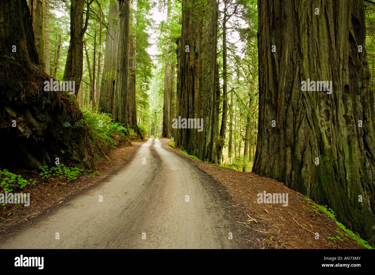 Forest road in Redwoods Stock Photo - Alamy
