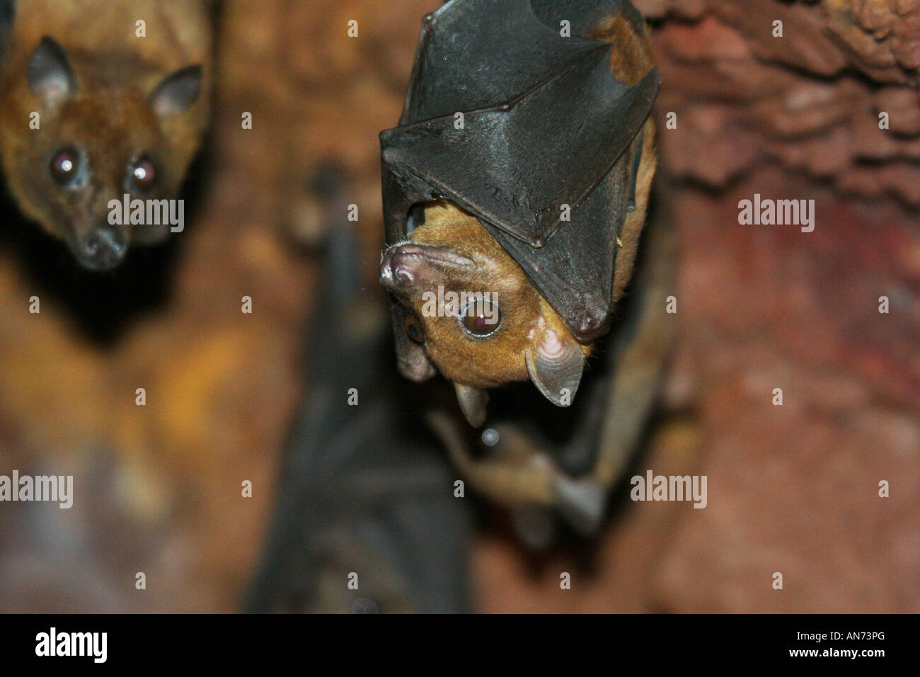 fruit bats in cave at Kakamega forest np Stock Photo - Alamy