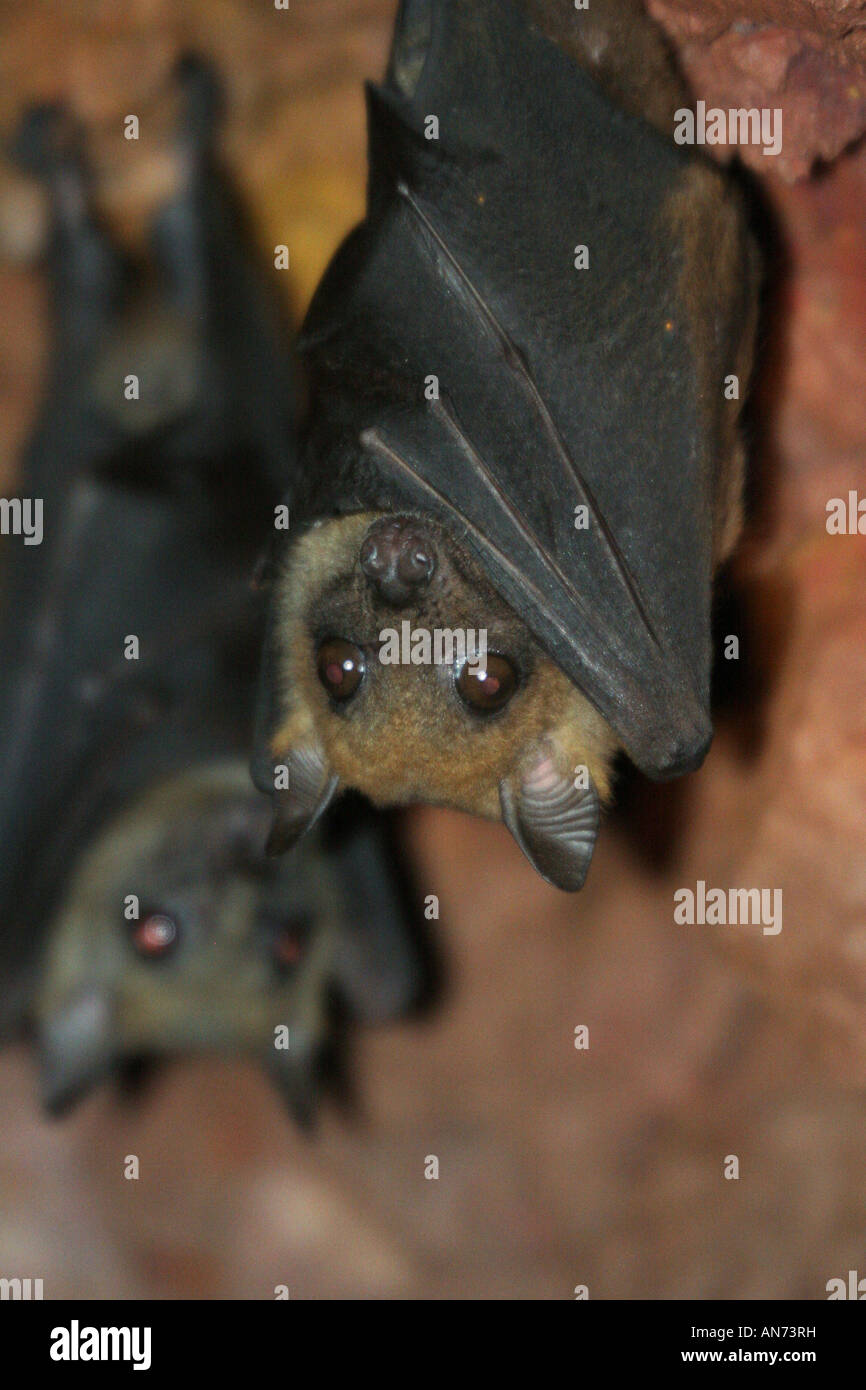 fruit bats at Kakamega forest np Stock Photo - Alamy