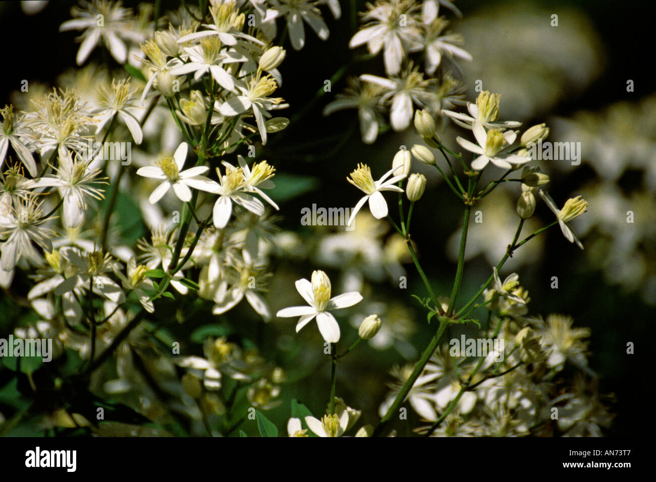 Ground clematis clematis recta hi-res stock photography and images - Alamy