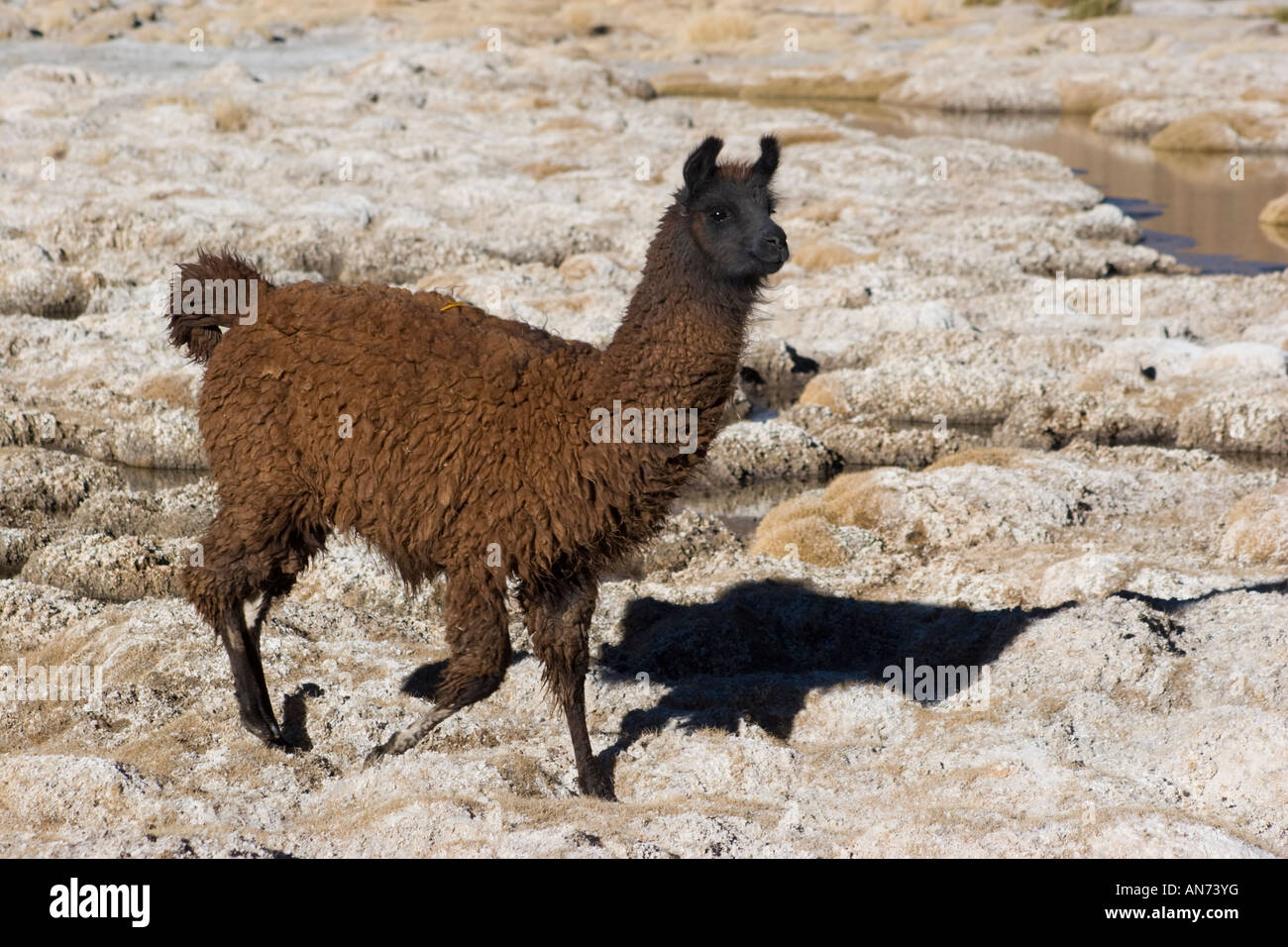 Altiplano llama running hi-res stock photography and images - Alamy