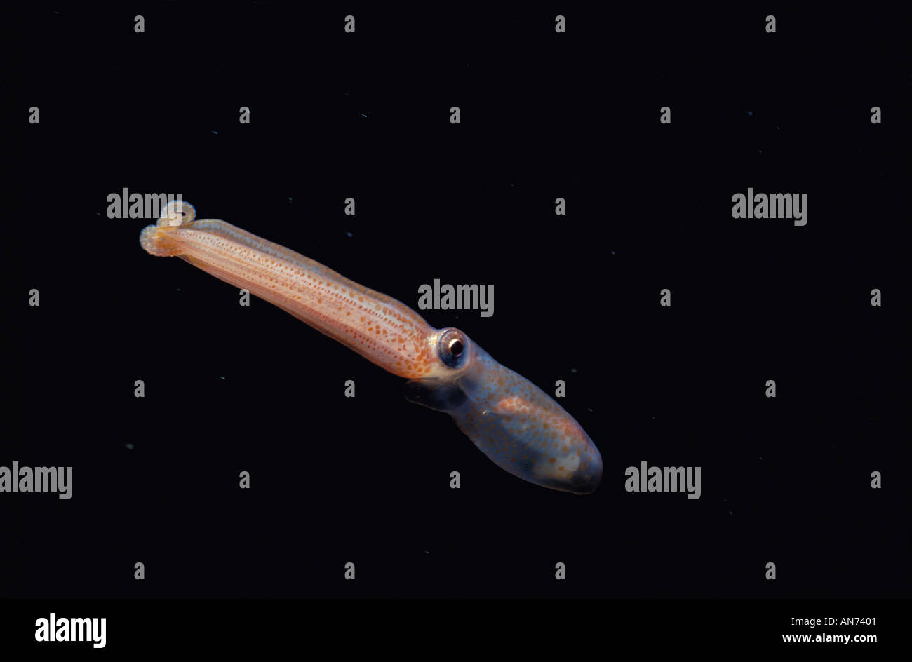 Octopus tentacles arms siphon hi-res stock photography and images - Alamy