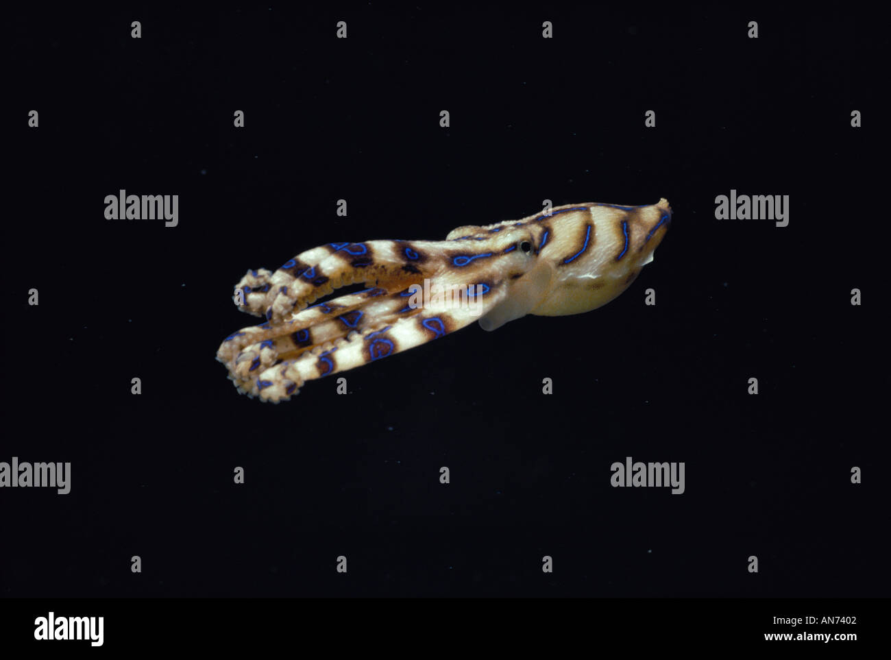 Poisonous Blue Ringed Octopus jets away Stock Photo - Alamy