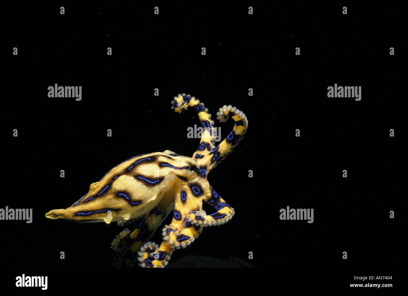 Poisonous Blue Ringed Octopus jets away Stock Photo - Alamy