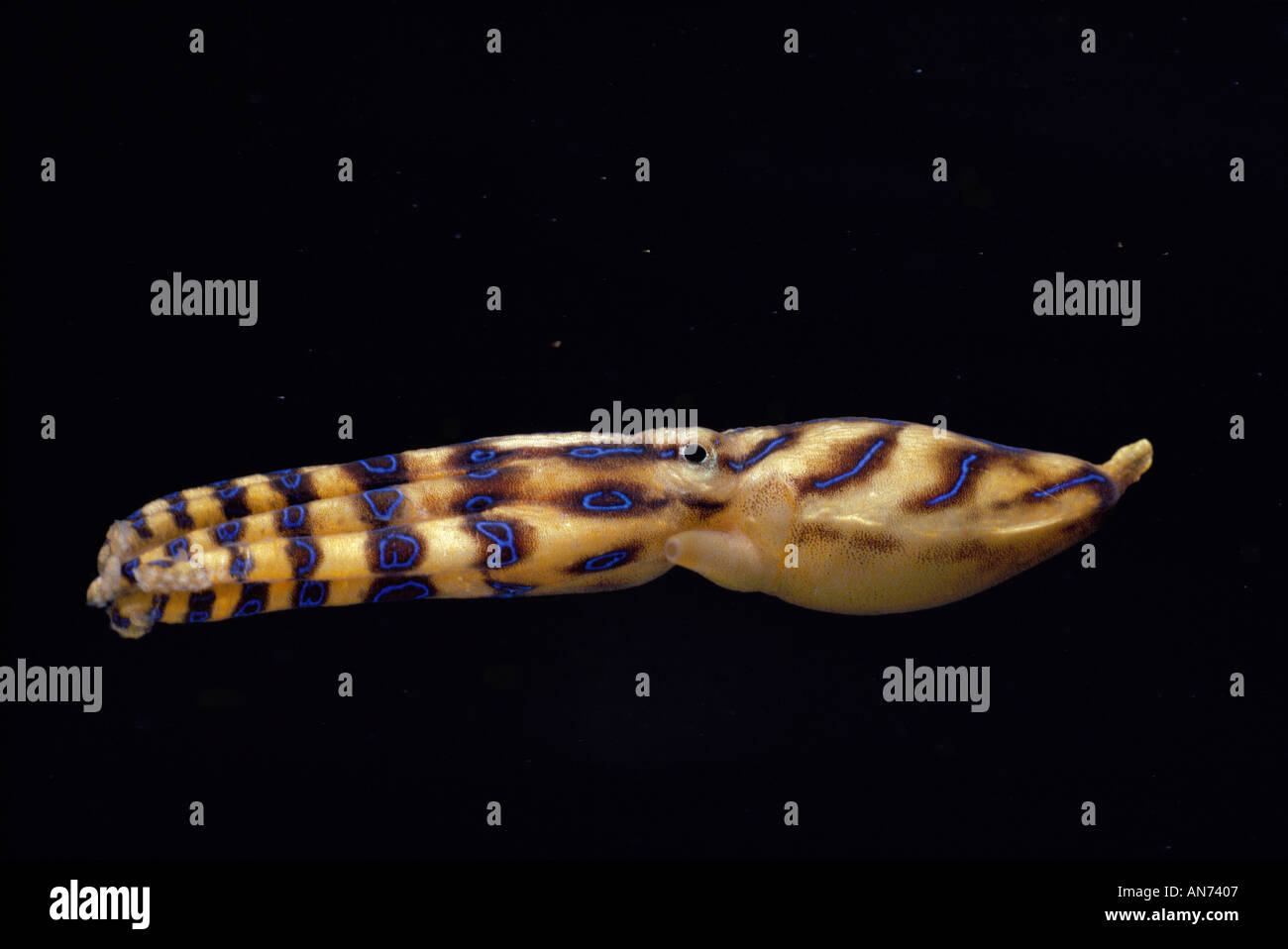 Poisonous Blue Ringed Octopus swimming at night Stock Photo - Alamy