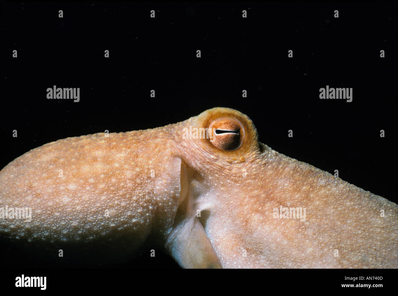 Octopus tentacles arms siphon hi-res stock photography and images - Alamy