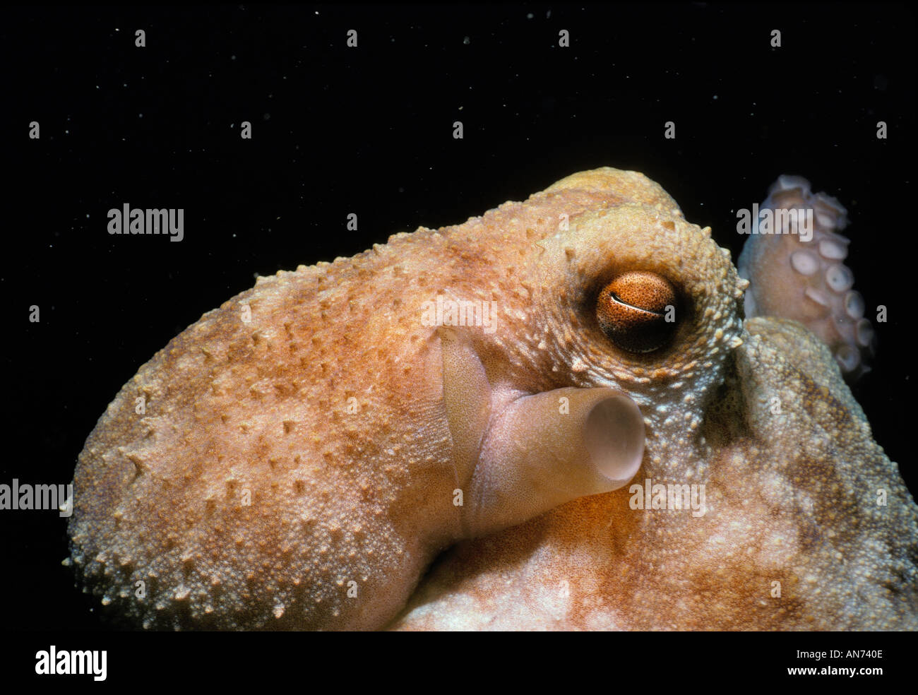 Octopus tentacles arms siphon hi-res stock photography and images - Alamy