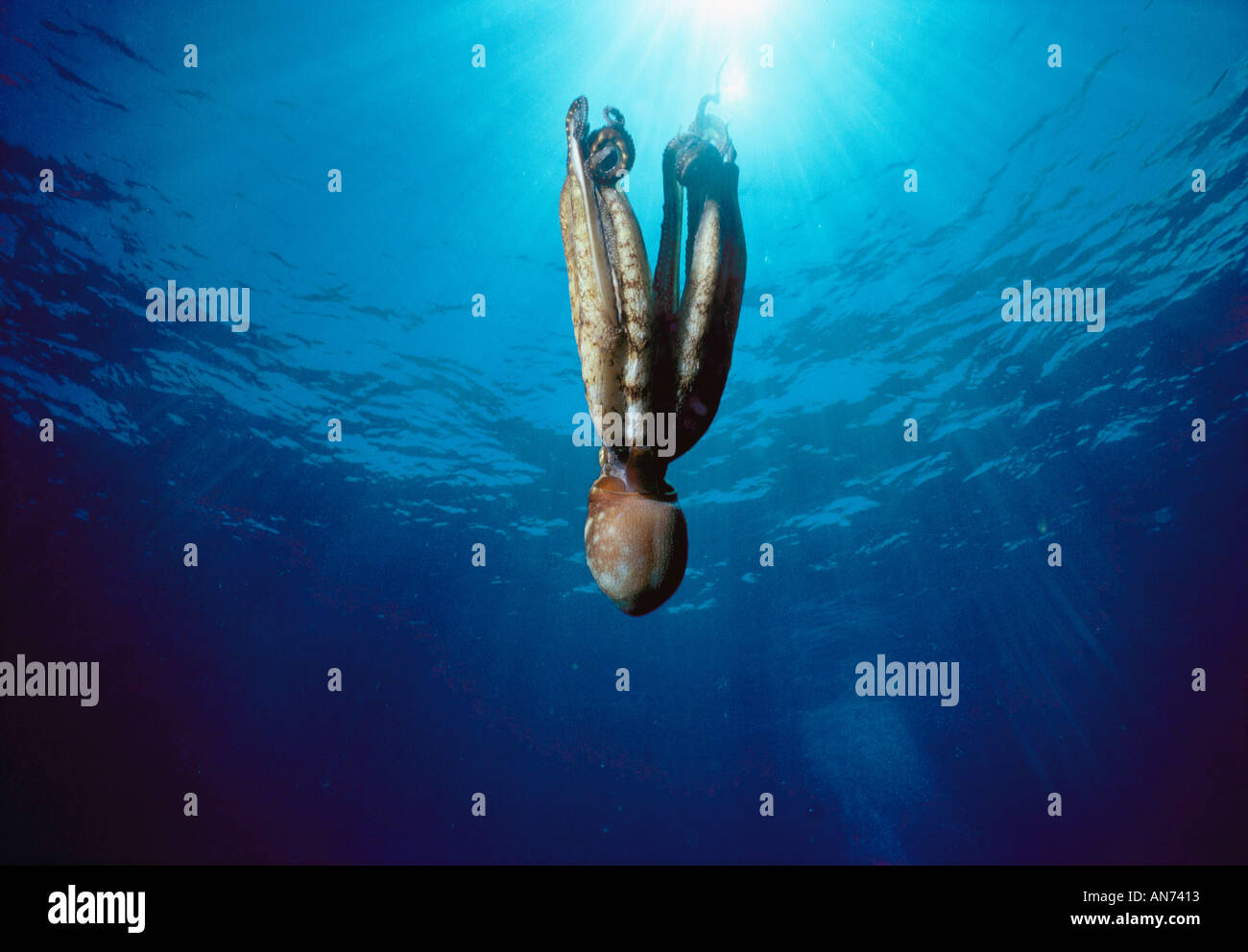 Pacific day octopus swim hi-res stock photography and images - Alamy