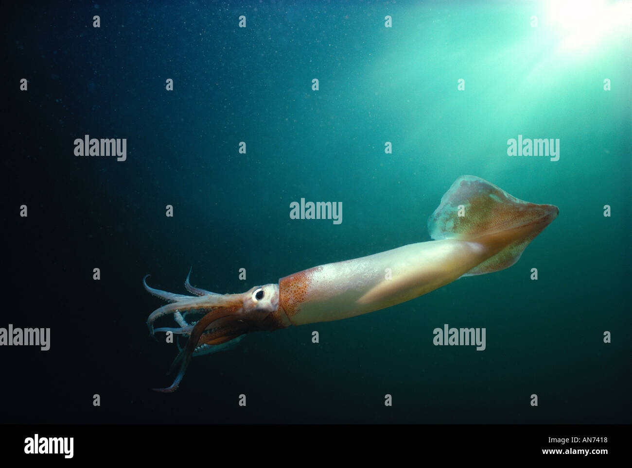 Illex hi-res stock photography and images - Alamy