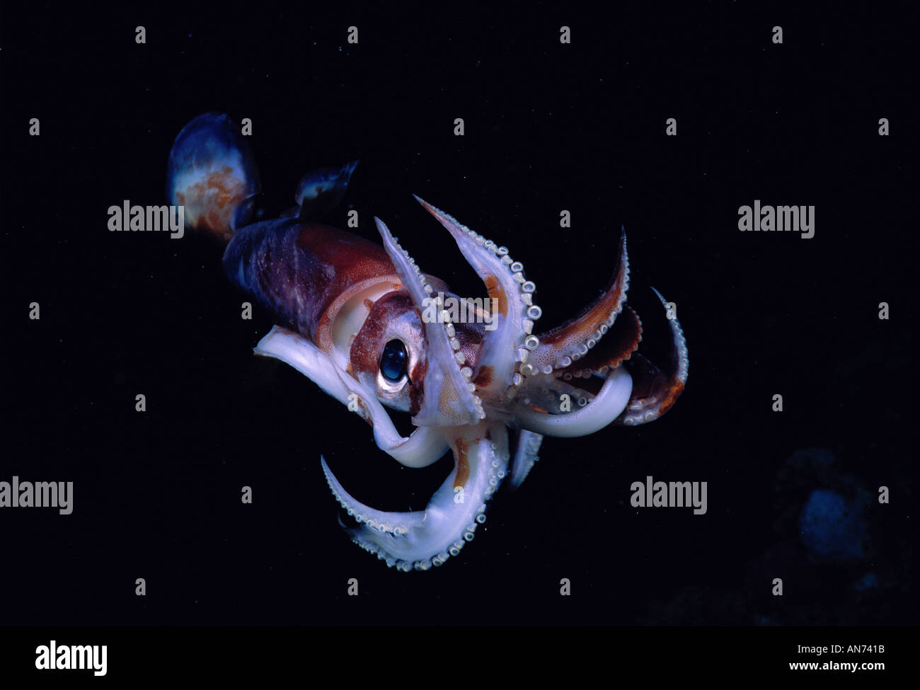 Short fin Squid swimming at night Stock Photo - Alamy