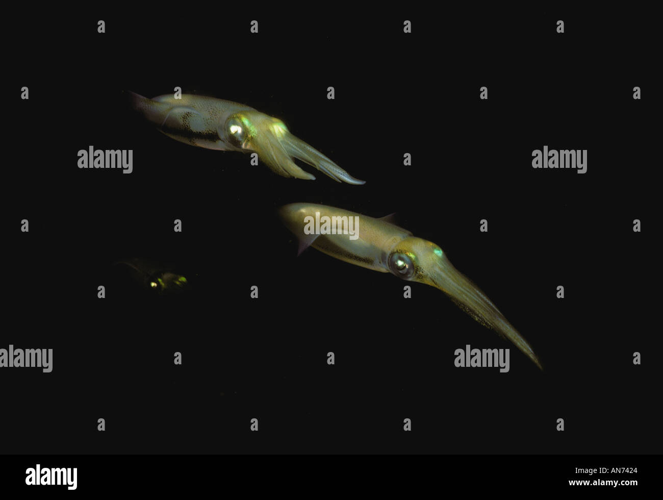 Group reef squid swimming hi-res stock photography and images - Alamy