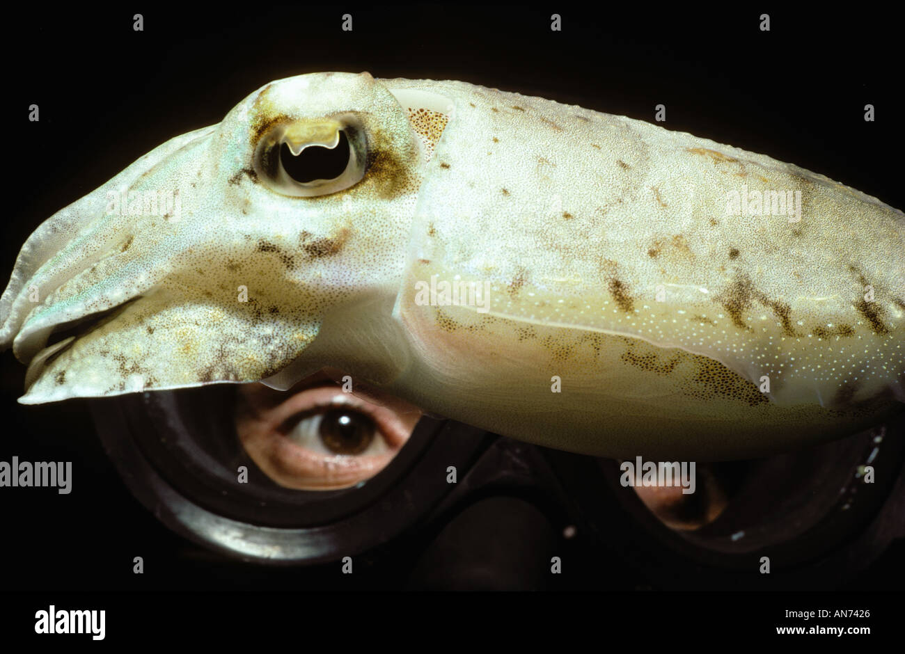 Commercial cuttlefish hi-res stock photography and images - Alamy