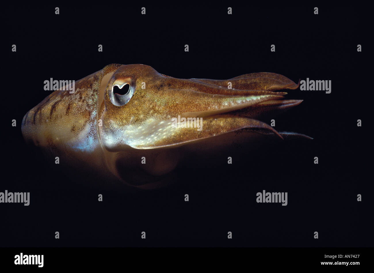 Commercial cuttlefish hi-res stock photography and images - Alamy
