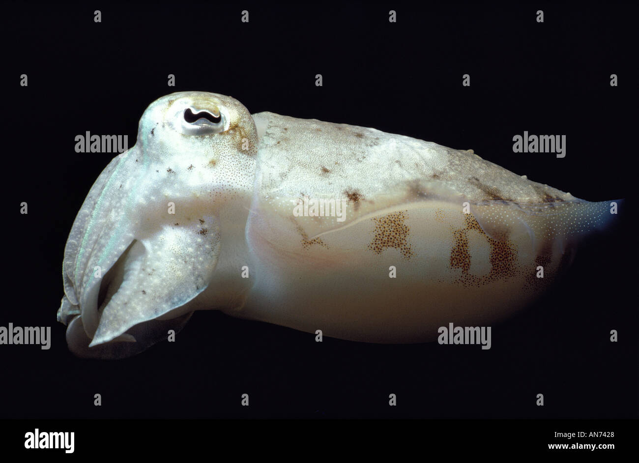 Commercial cuttlefish hi-res stock photography and images - Alamy