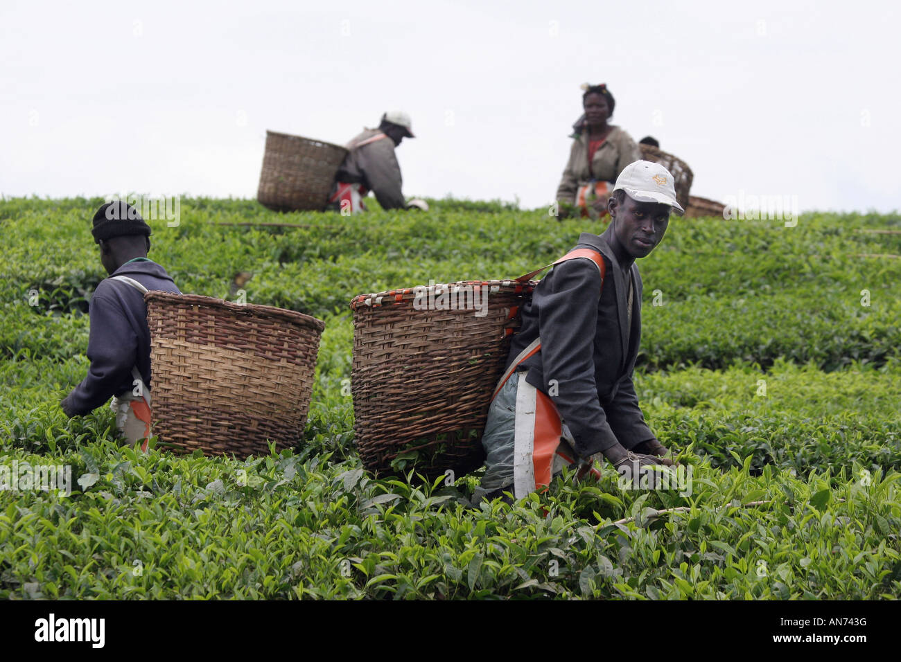 tea picking at tea plantation in East Kenya Stock Photo - Alamy