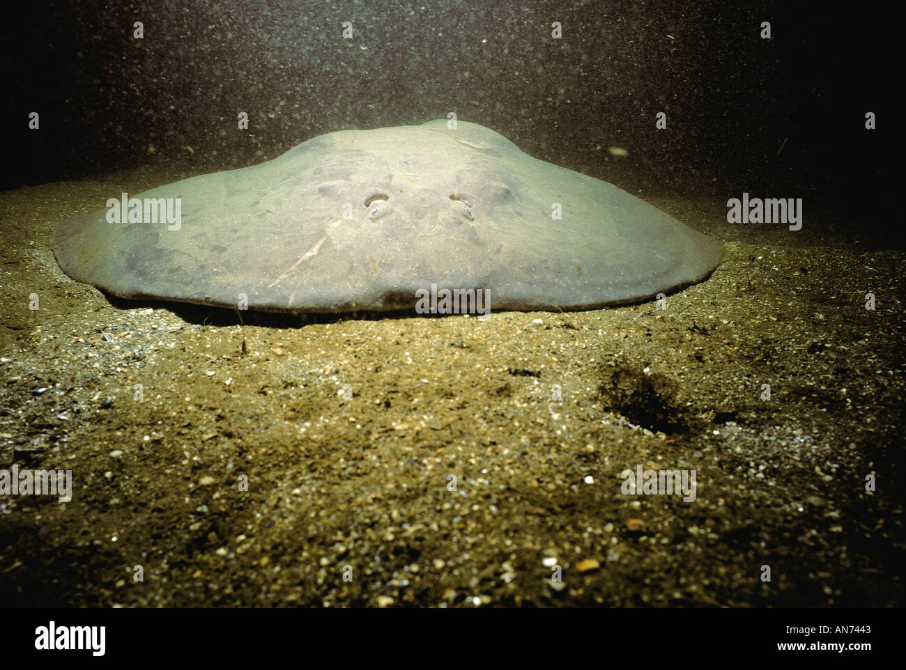 Atlantic Torpedo Ray Stock Photo - Alamy