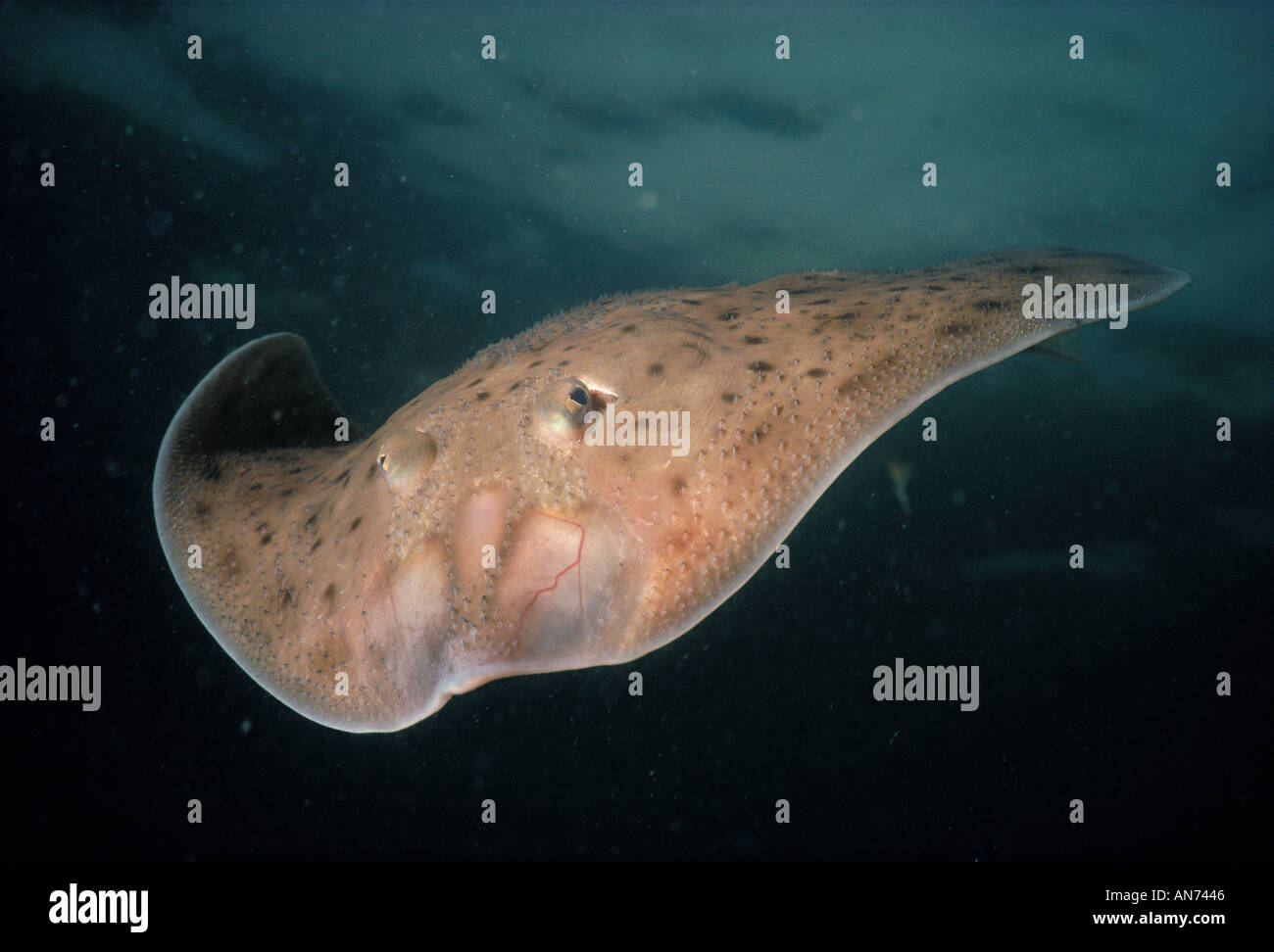 Little Skate in New England Stock Photo - Alamy