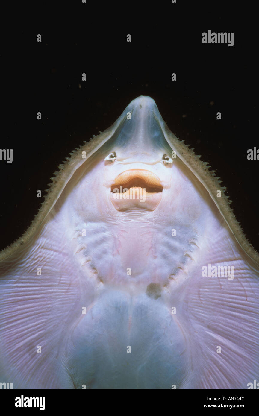 Mouth little skate hi-res stock photography and images - Alamy