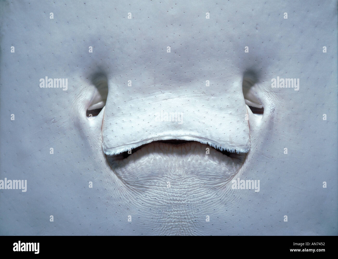 Mouth on underside of Yellow Stingray Stock Photo - Alamy