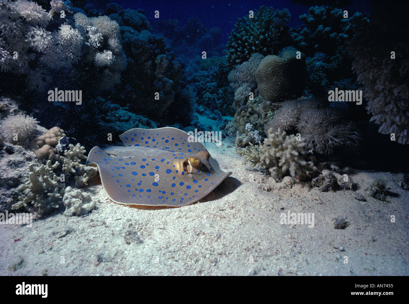 Poisonous Blue Spotted Ribbontail Stingray in coral bed Stock Photo - Alamy