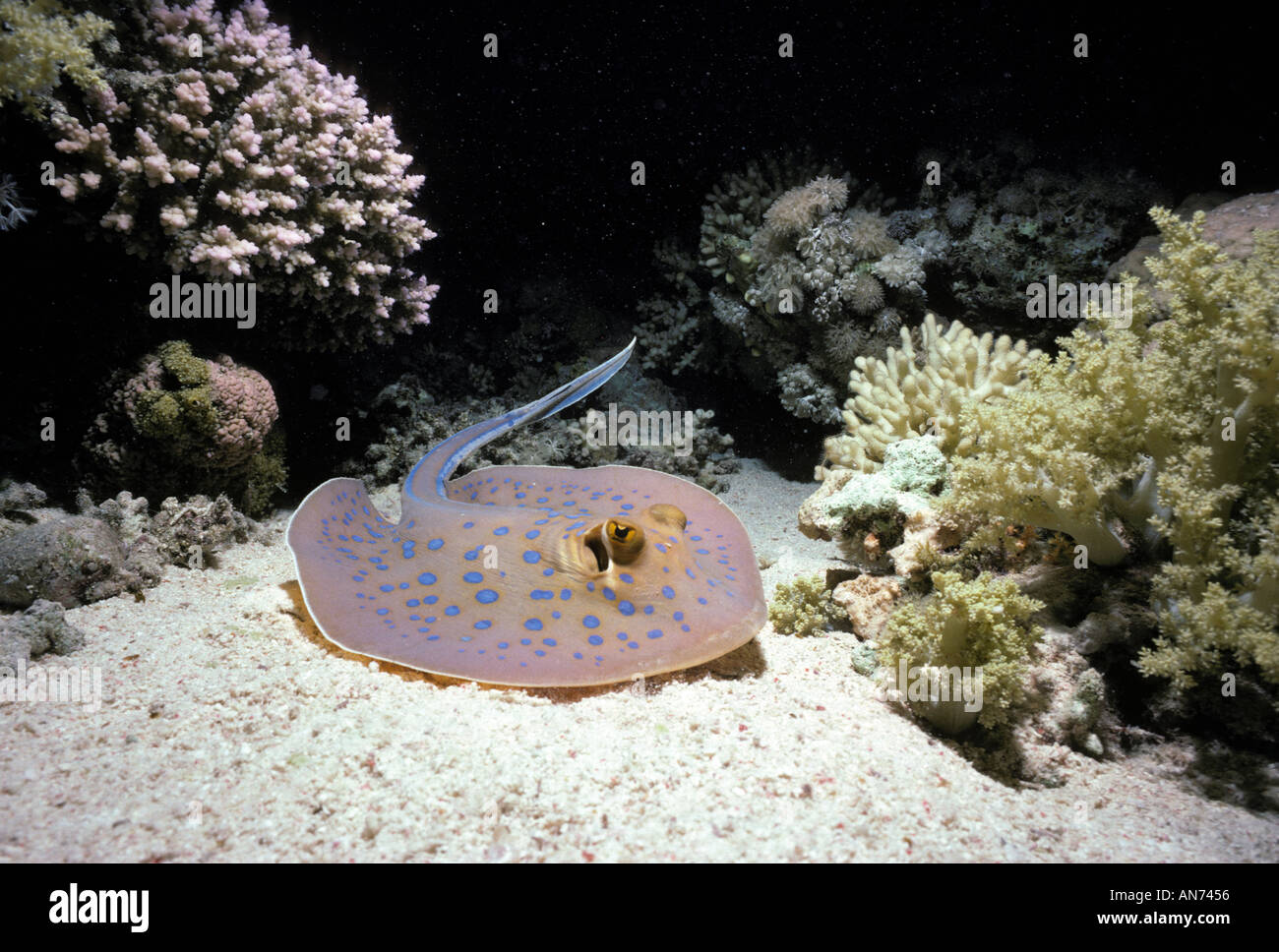 Poisonous Blue Spotted Ribbontail Stingray rests Stock Photo - Alamy
