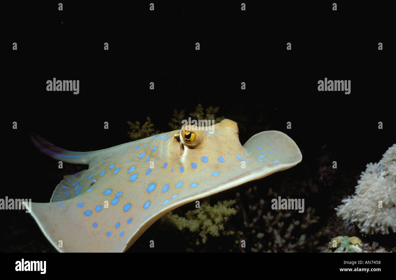 Poisonous Blue Spotted Ribbontail Stingray swims near coral reef Stock ...