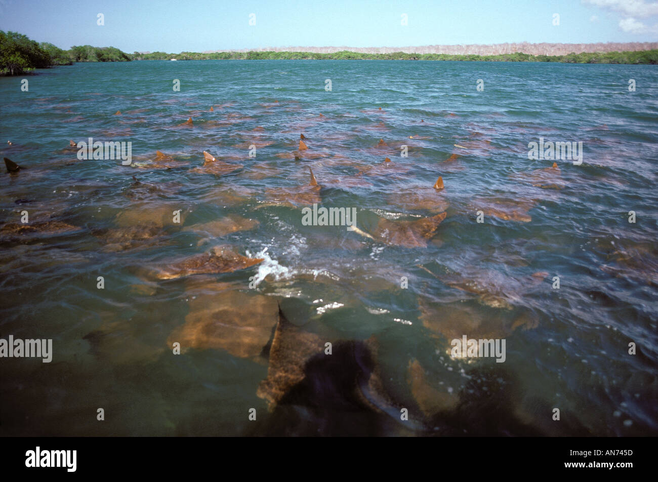 Cownose stingray hi-res stock photography and images - Alamy