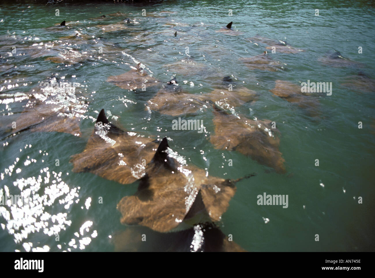 Cownose stingray hi-res stock photography and images - Alamy