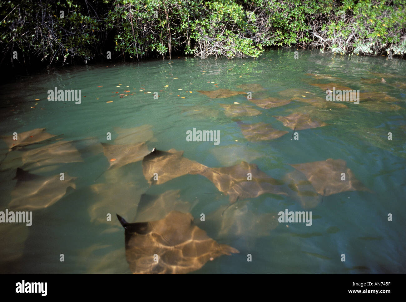School of stingrays hi-res stock photography and images - Alamy