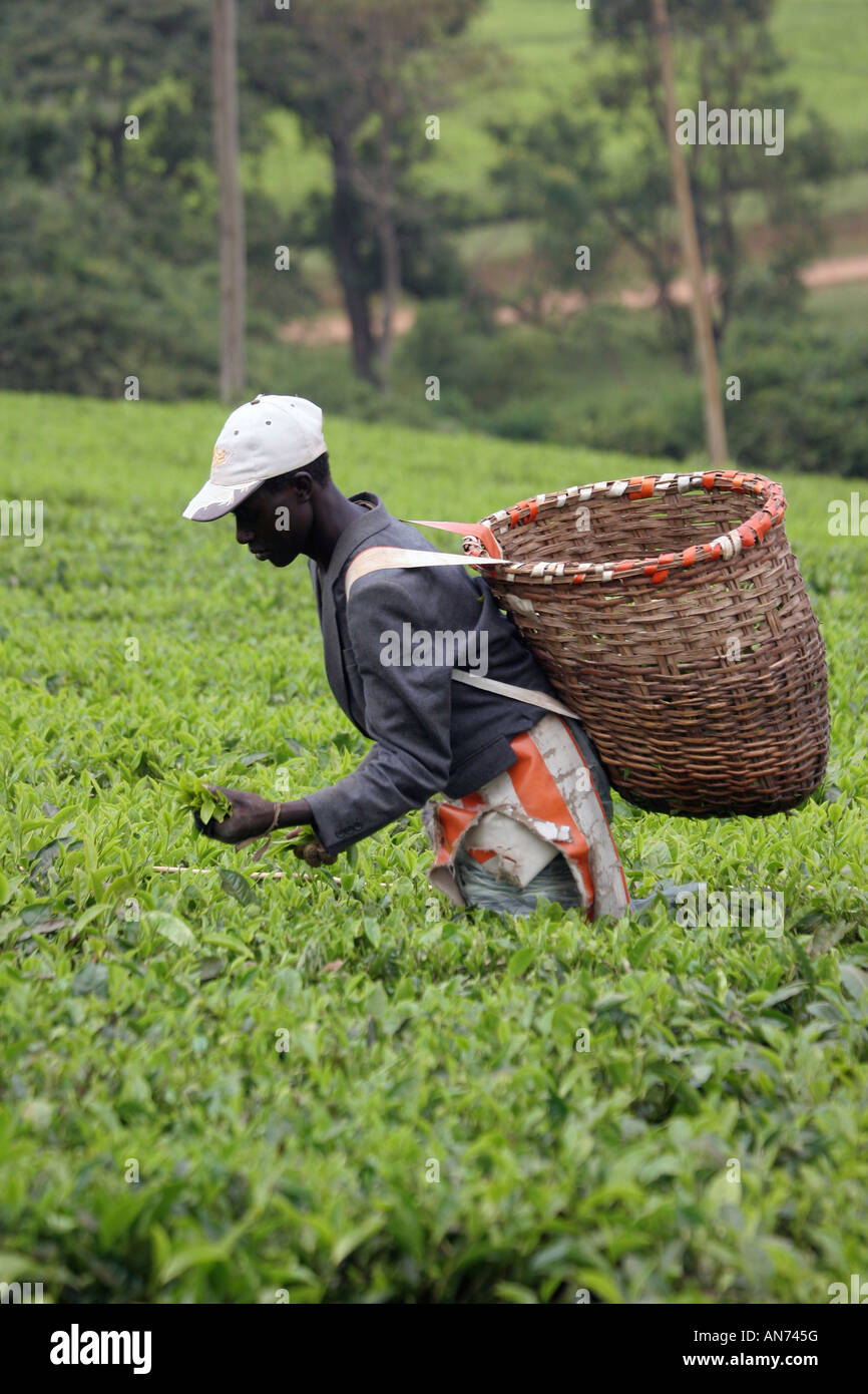 tea picking at tea plantation in East Kenya Stock Photo - Alamy
